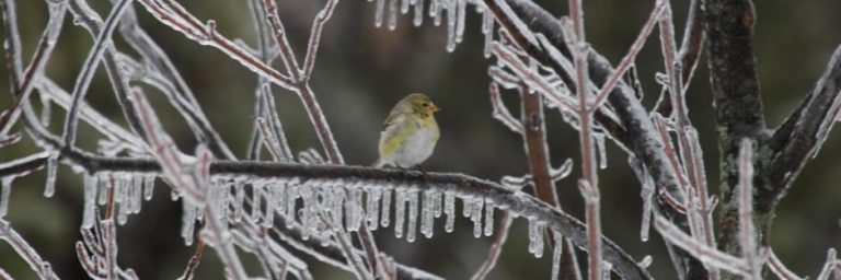 Tawas Point Bird Migration Days | AuSable Valley Audubon